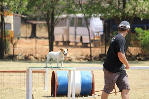 Gallery - SA Dog Training