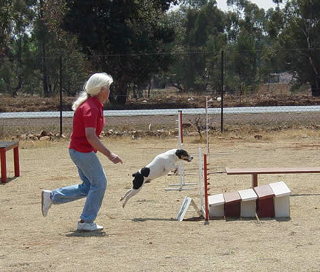 Gallery - SA Dog Training