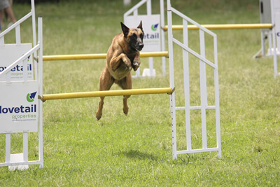 Gallery - SA Dog Training