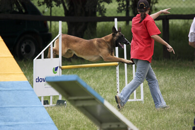 Gallery - SA Dog Training