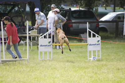 Gallery - SA Dog Training