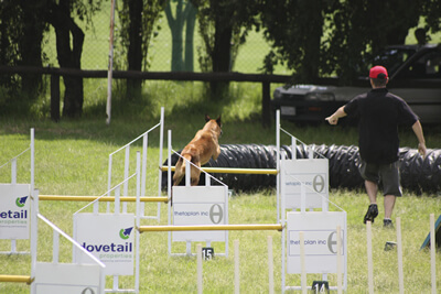 Gallery - SA Dog Training