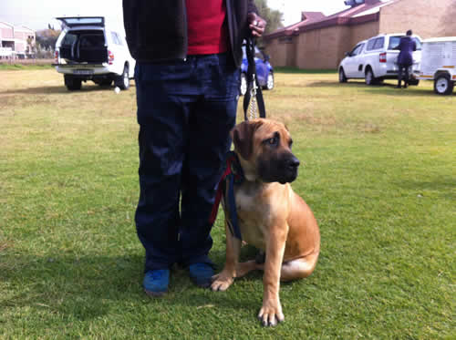 Gallery - SA Dog Training