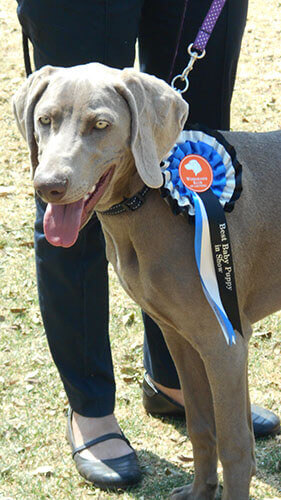 Gallery - SA Dog Training