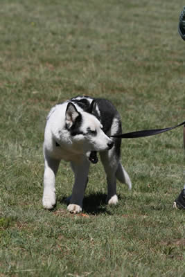 Gallery - SA Dog Training