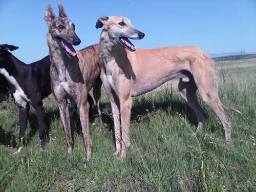 Gallery - SA Dog Training