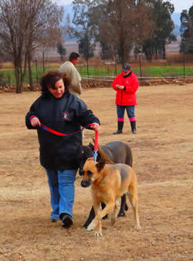 Gallery - SA Dog Training