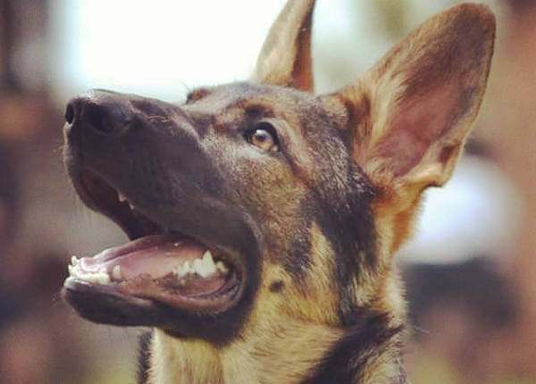 Gallery - SA Dog Training