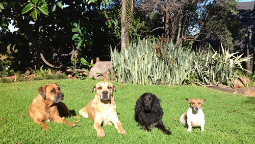 Gallery - SA Dog Training