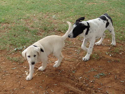 Gallery - SA Dog Training