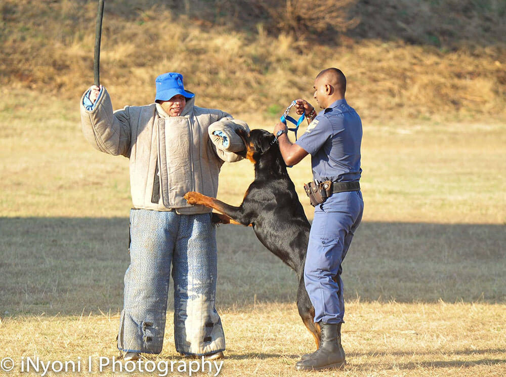 Gallery - SA Dog Training