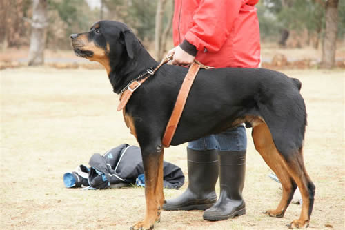 Gallery - SA Dog Training
