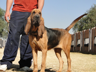 Gallery - SA Dog Training