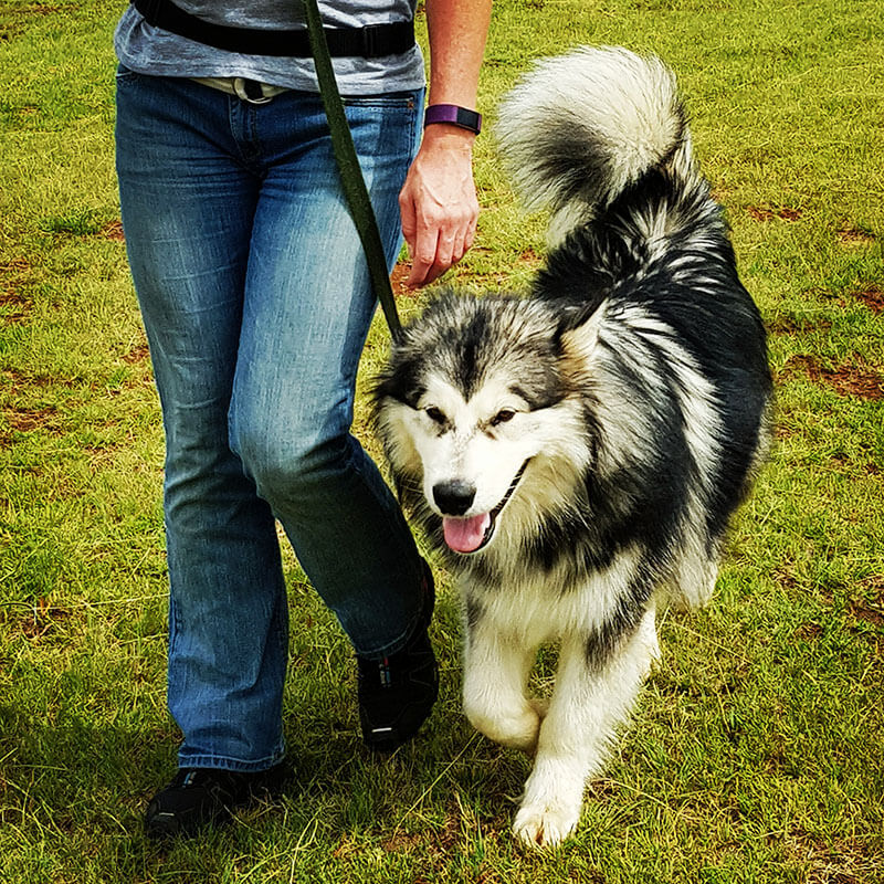 Gallery - SA Dog Training