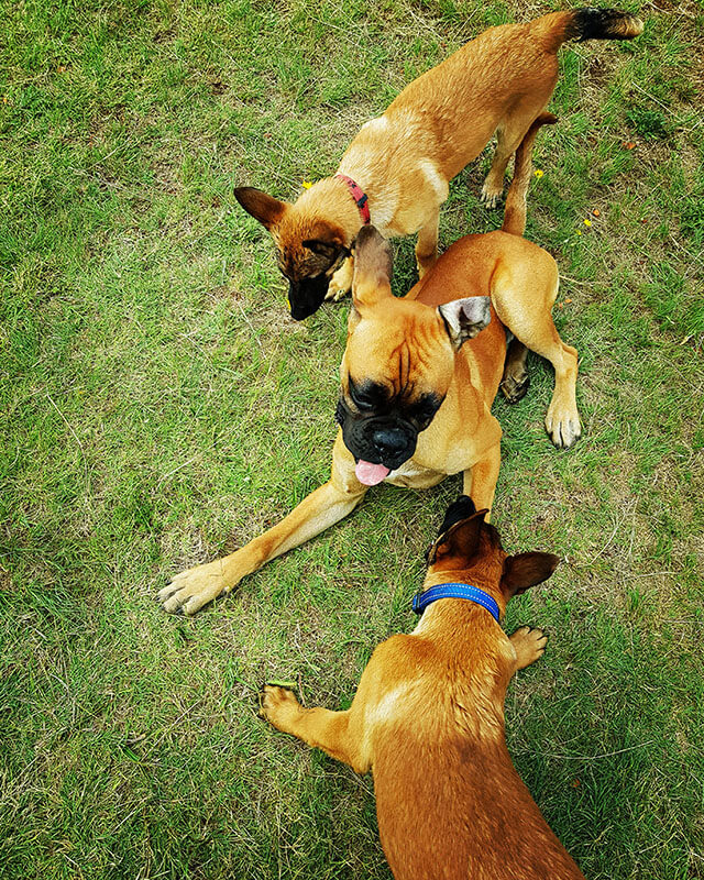 Gallery - SA Dog Training