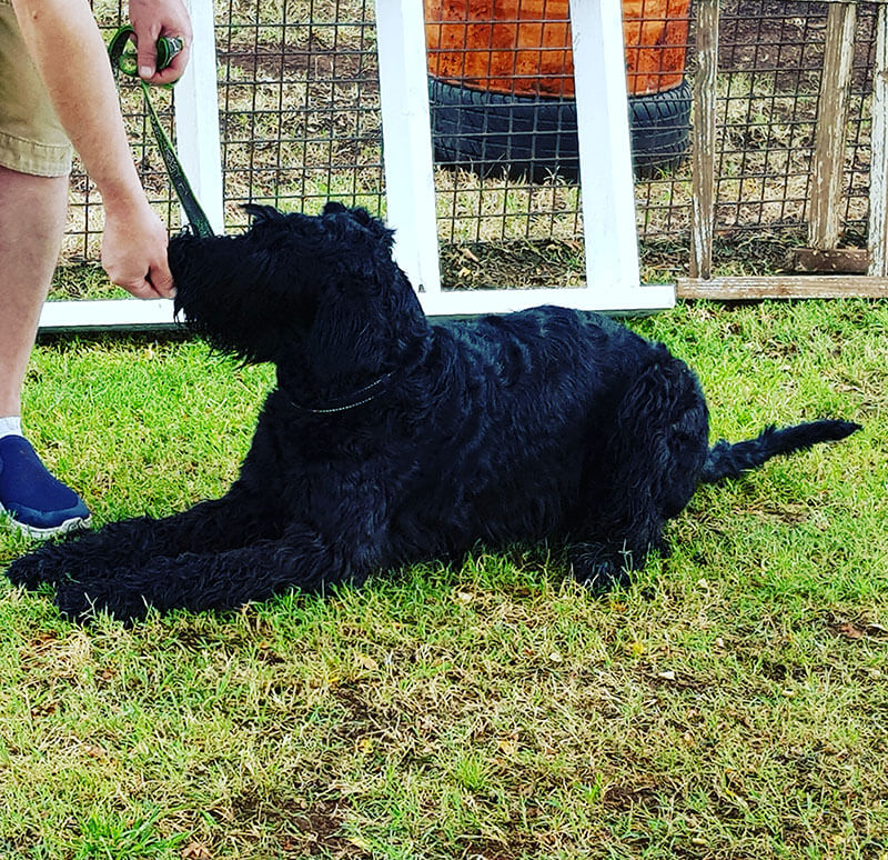 Gallery - SA Dog Training