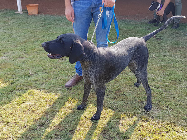 Gallery - SA Dog Training