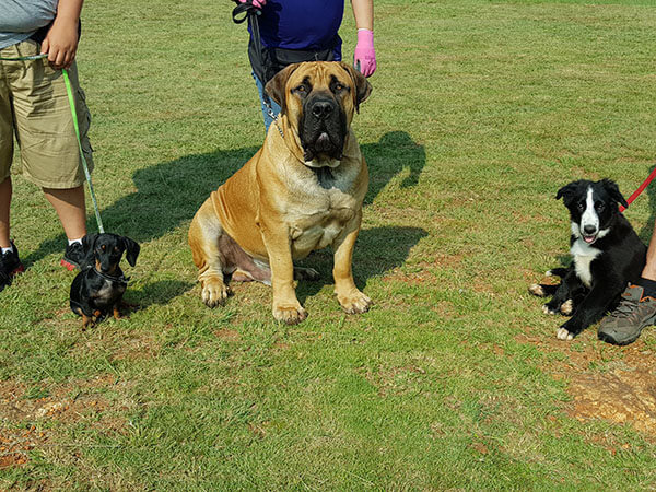 Gallery - SA Dog Training