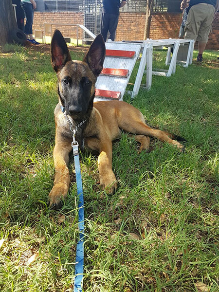 Gallery - SA Dog Training