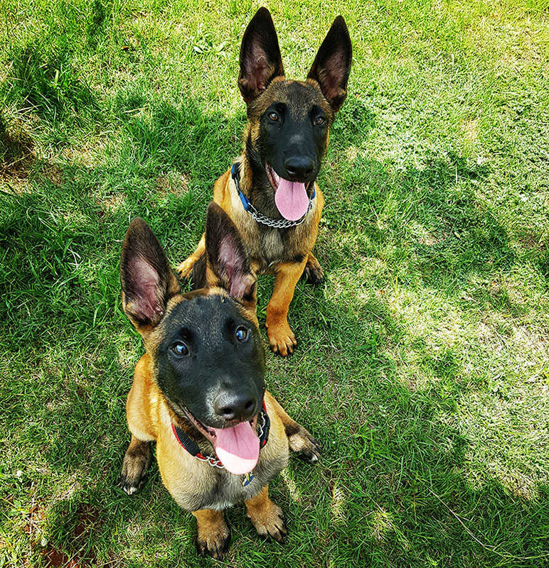 Gallery - SA Dog Training