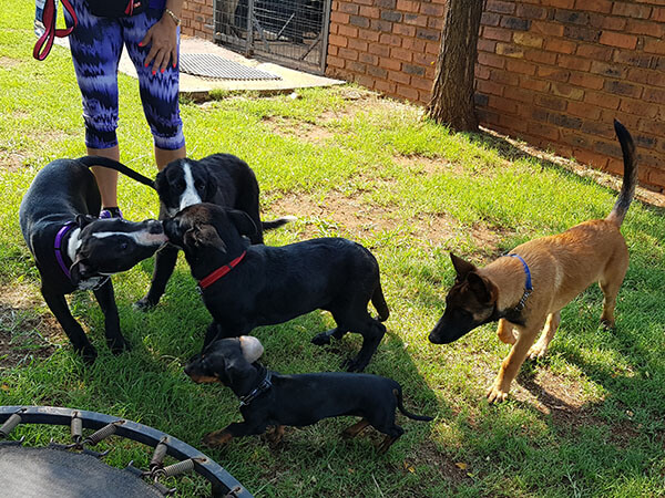 Gallery - SA Dog Training