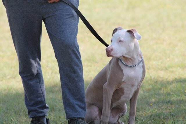 Gallery - SA Dog Training