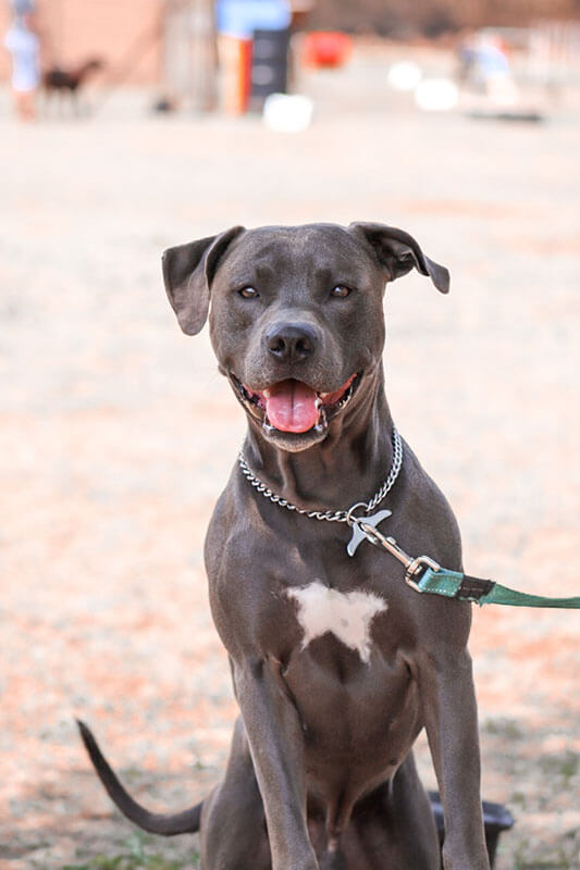 Gallery - SA Dog Training