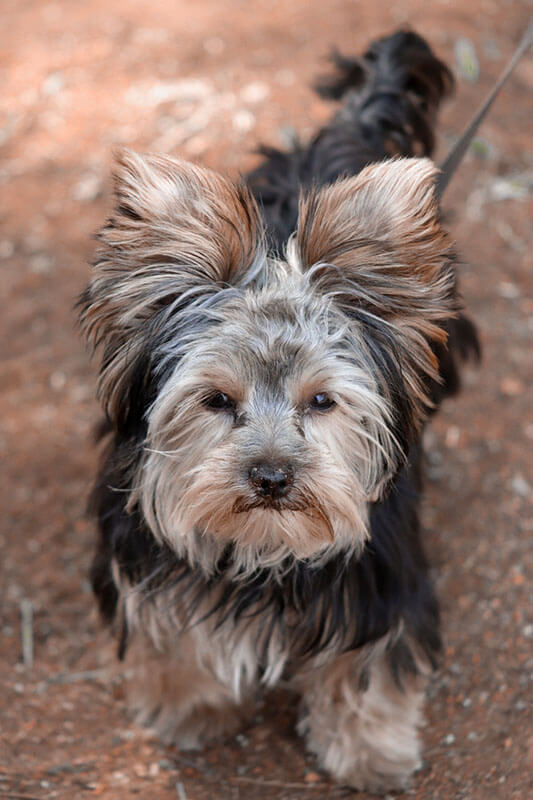 Gallery - SA Dog Training